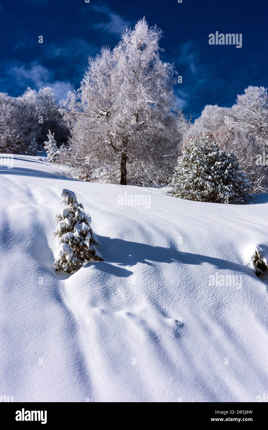 Cold on trees hi-res stock photography and images - Alamy
