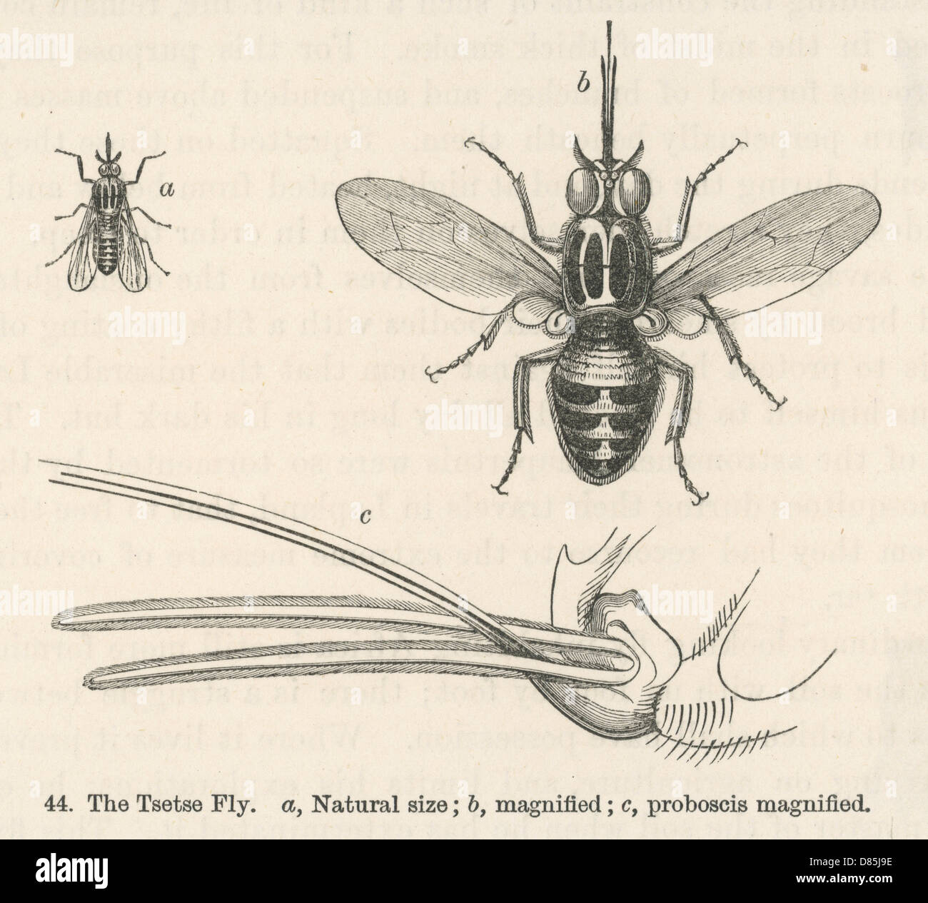Tsetse flies hi-res stock photography and images - Alamy