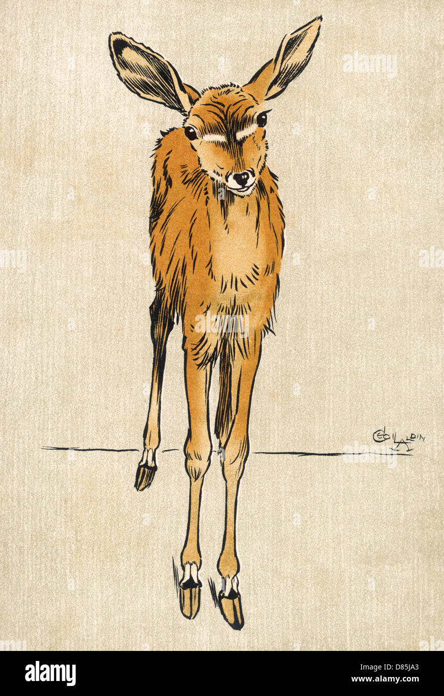 Koodoo antelopes hi-res stock photography and images - Alamy