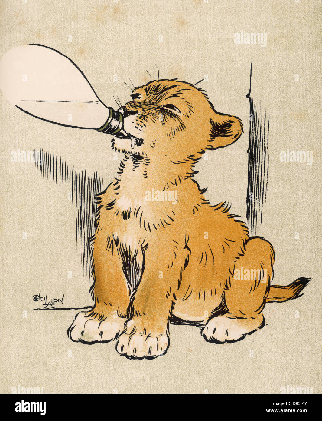 LION CUB DRINKS MILK Stock Photo - Alamy