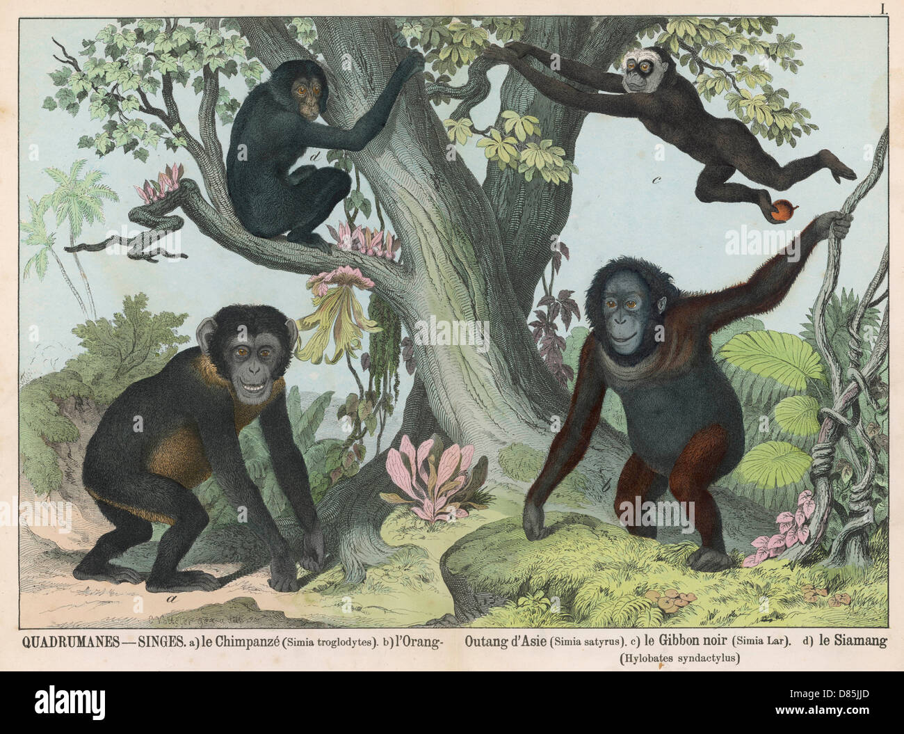 Four types of Monkey Stock Photo - Alamy