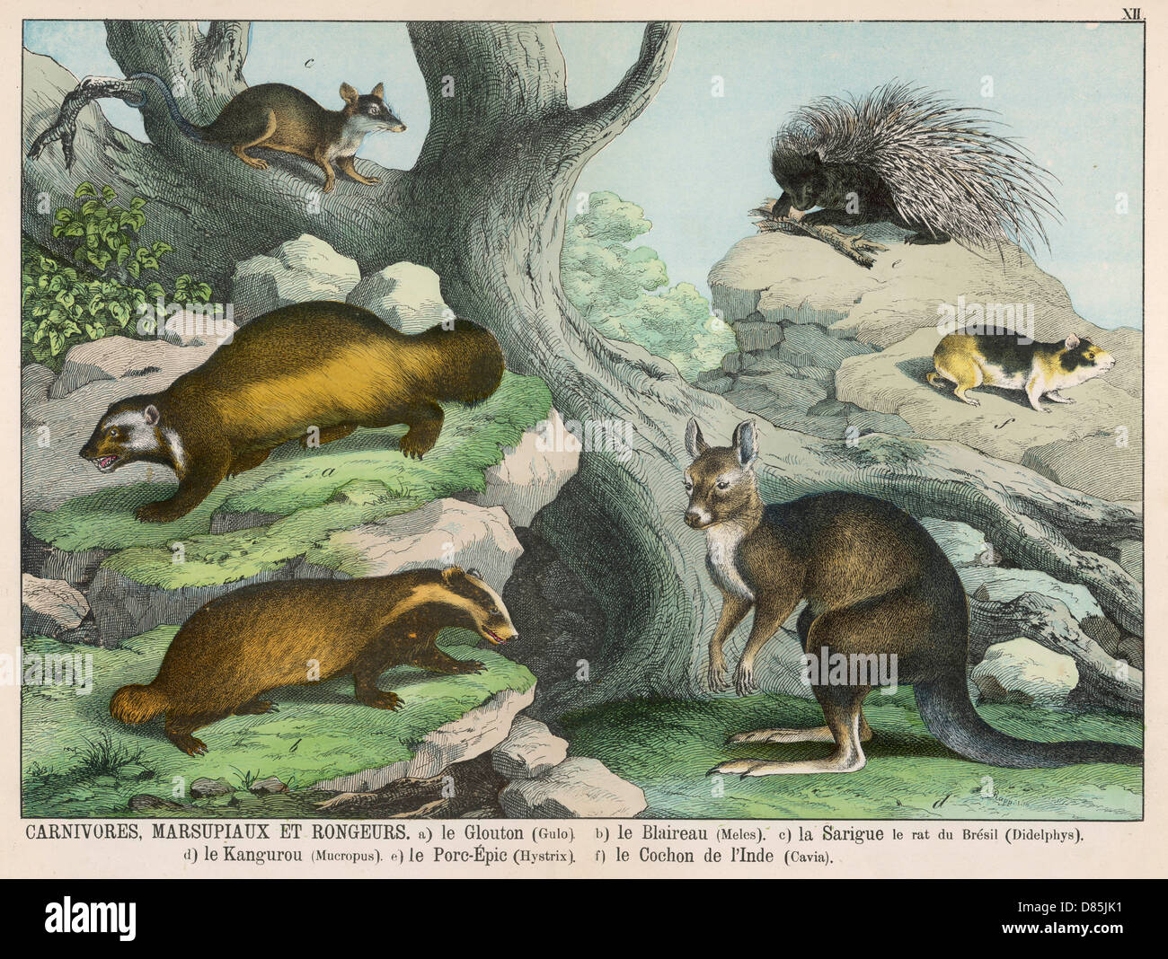 Various rodents hi-res stock photography and images - Alamy