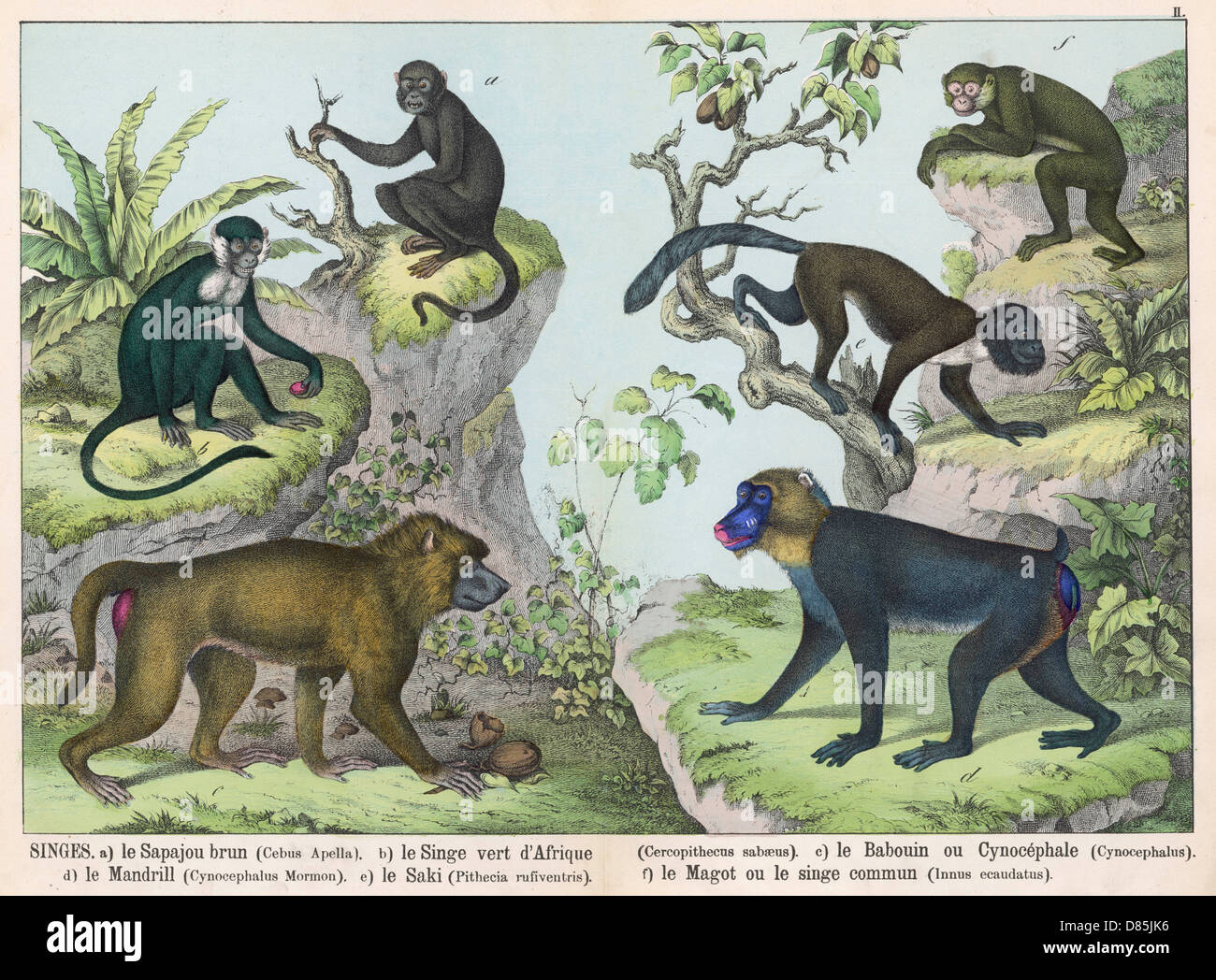 Six animals hi-res stock photography and images - Alamy