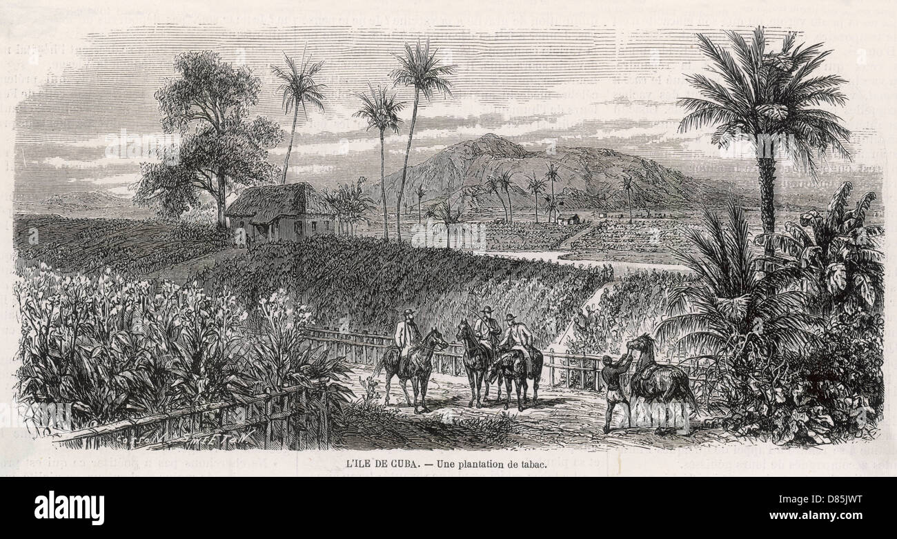 Tobacco plantation cuba 19th century hi-res stock photography and ...