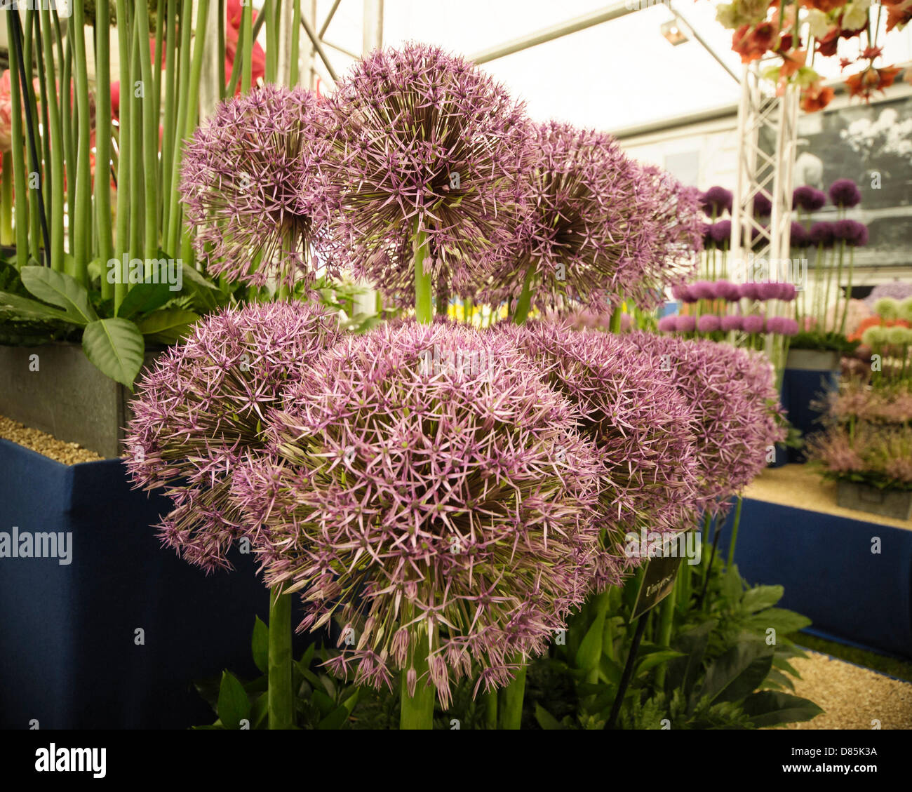 London, UK, 20/05/2013 : 2013 RHS Chelsea Flower Show. Flower Displays ...