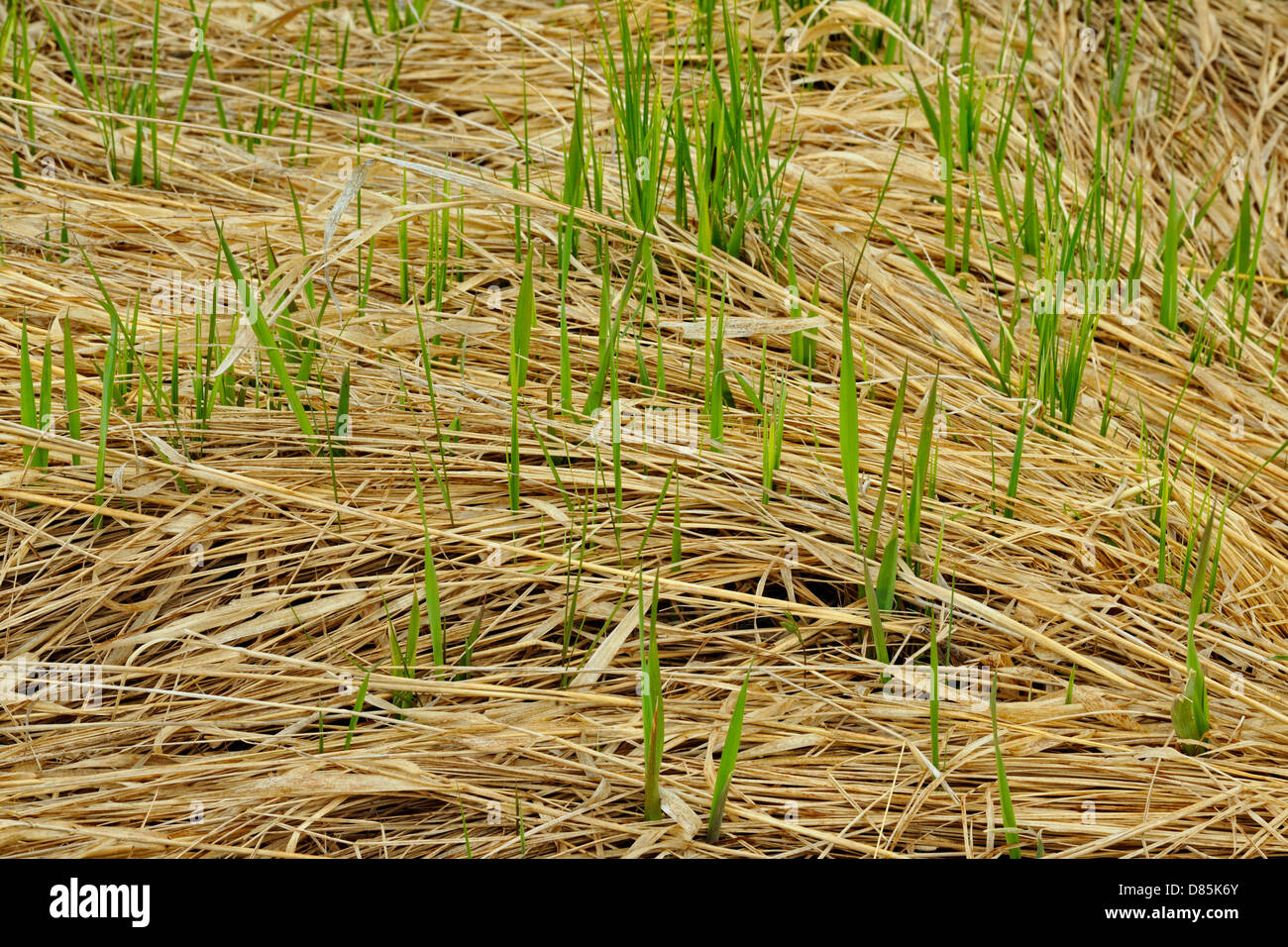 Dead Grass Blades High Resolution Stock Photography and Images - Alamy