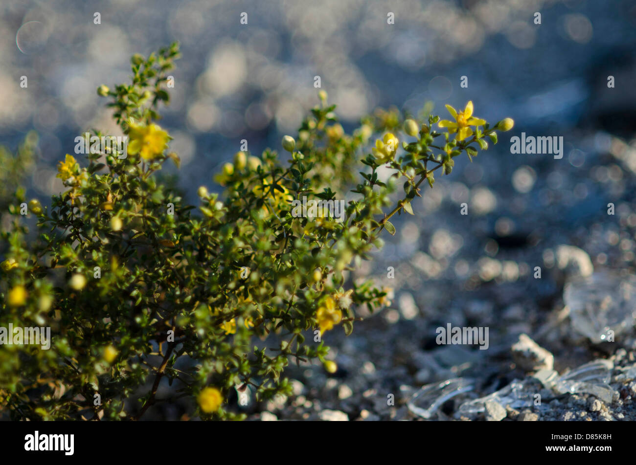 Shrub scrub hi-res stock photography and images - Alamy