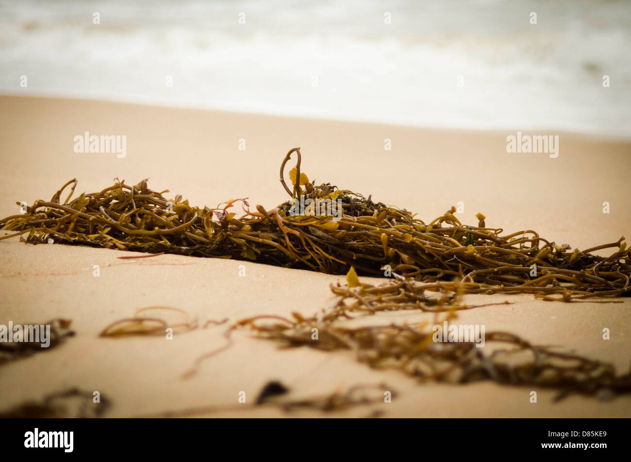Stringy hi-res stock photography and images - Alamy