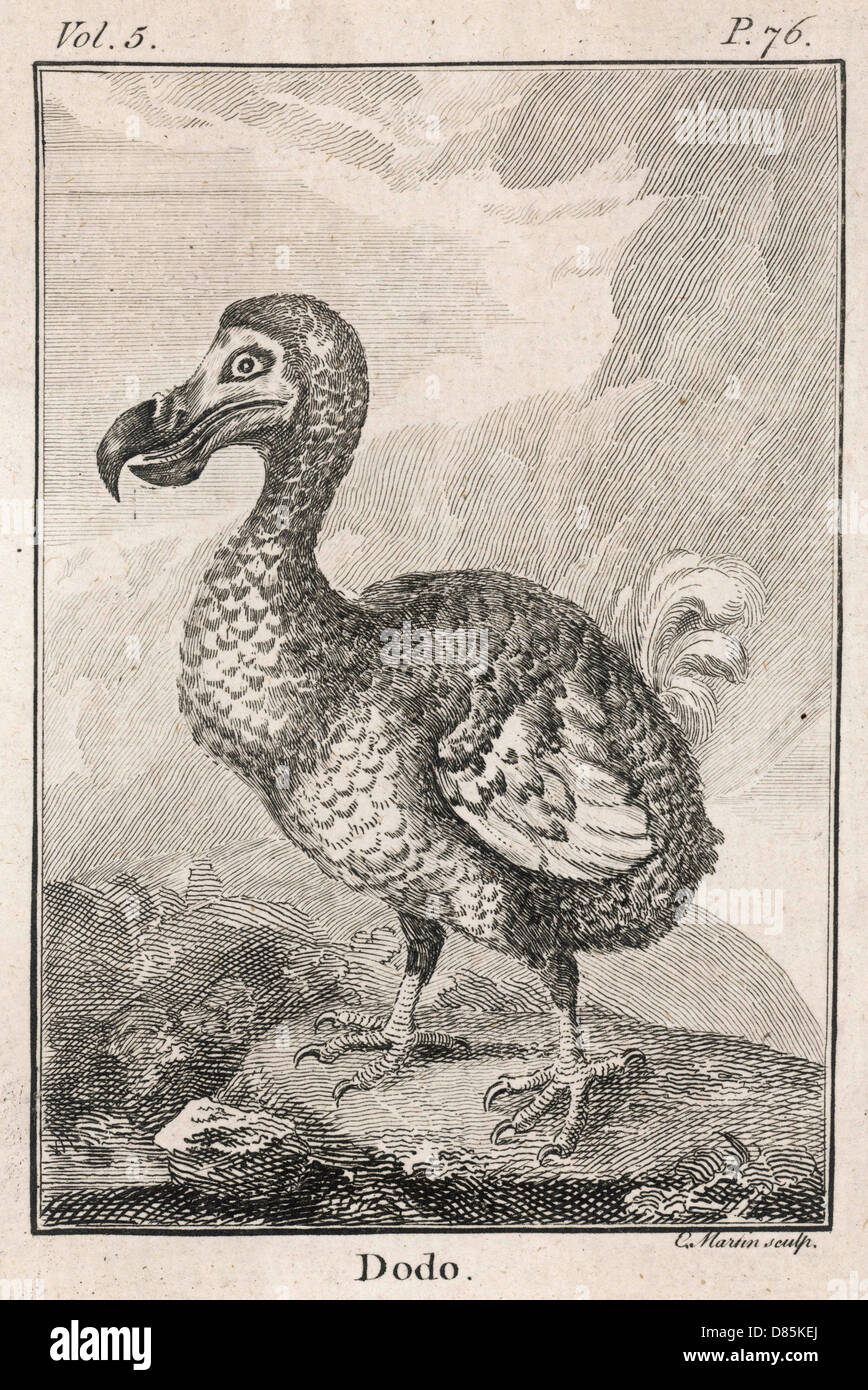 Dodo birds hi-res stock photography and images - Alamy