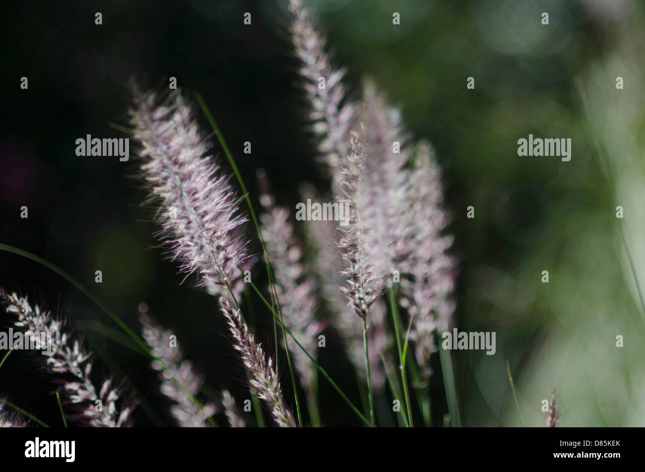 Rushes High Resolution Stock Photography and Images - Alamy