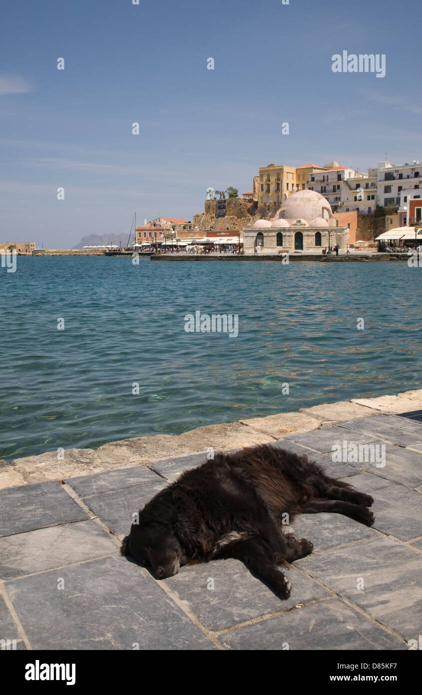 A Greek dog, sleeping on the quay of Chania harbour, Crete Stock Photo ...