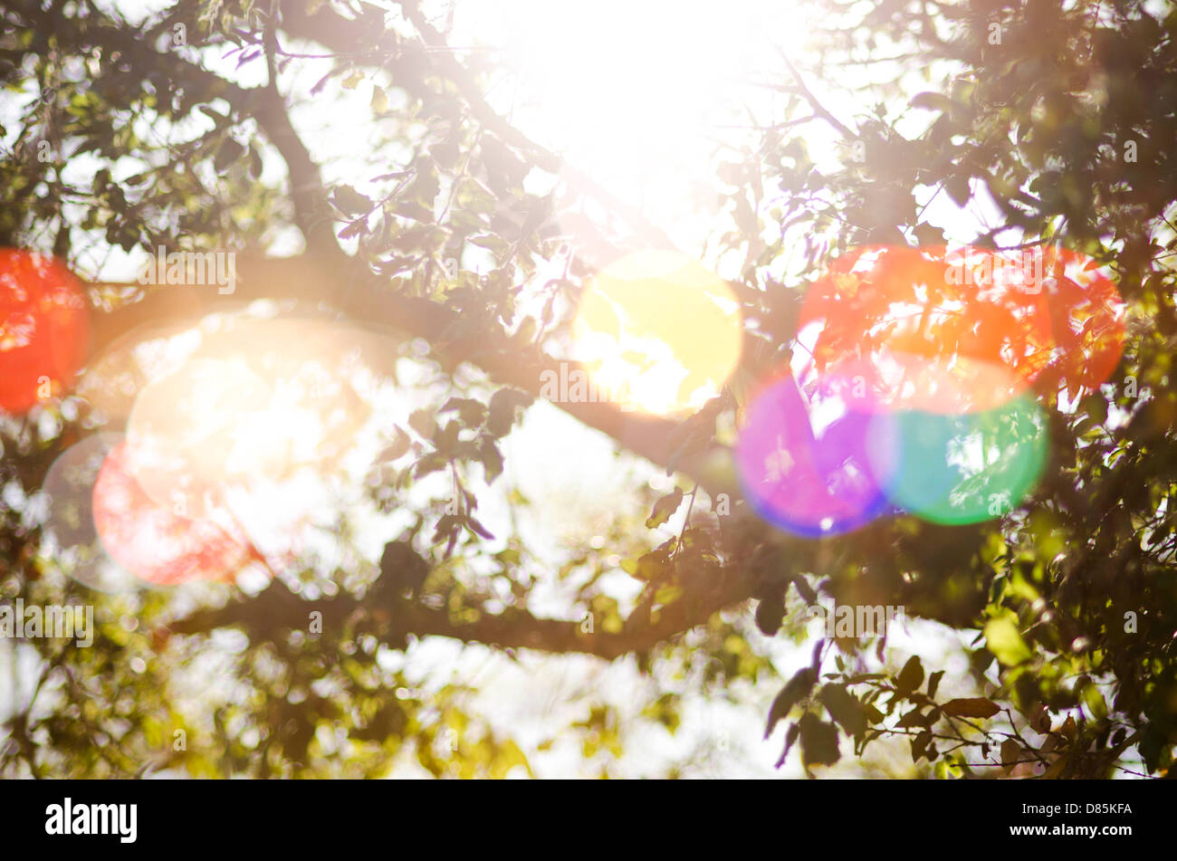 Summer tree hi-res stock photography and images - Alamy