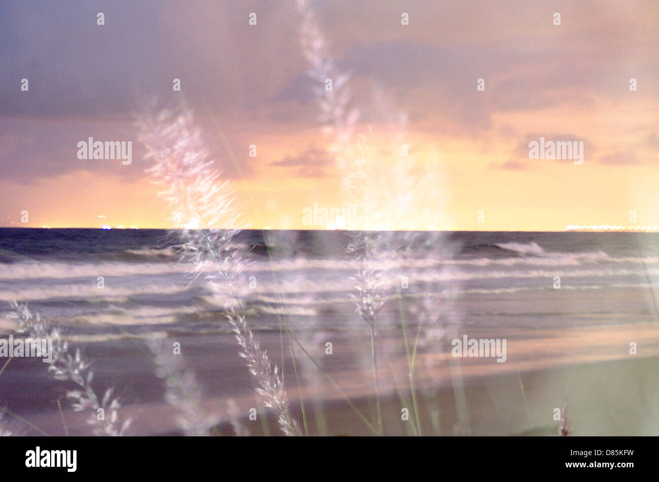 rushes at the beach Stock Photo - Alamy
