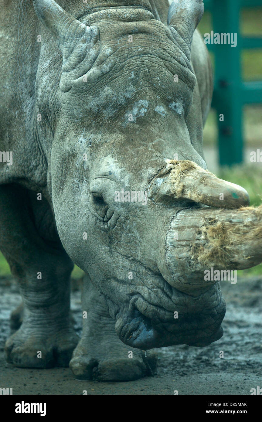 Rhino in zoo head shot close up Stock Photo - Alamy