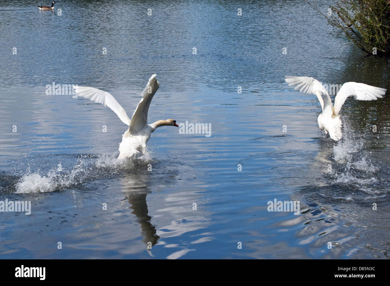 Mute Swan chasing a Whooper Swan Stock Photo - Alamy