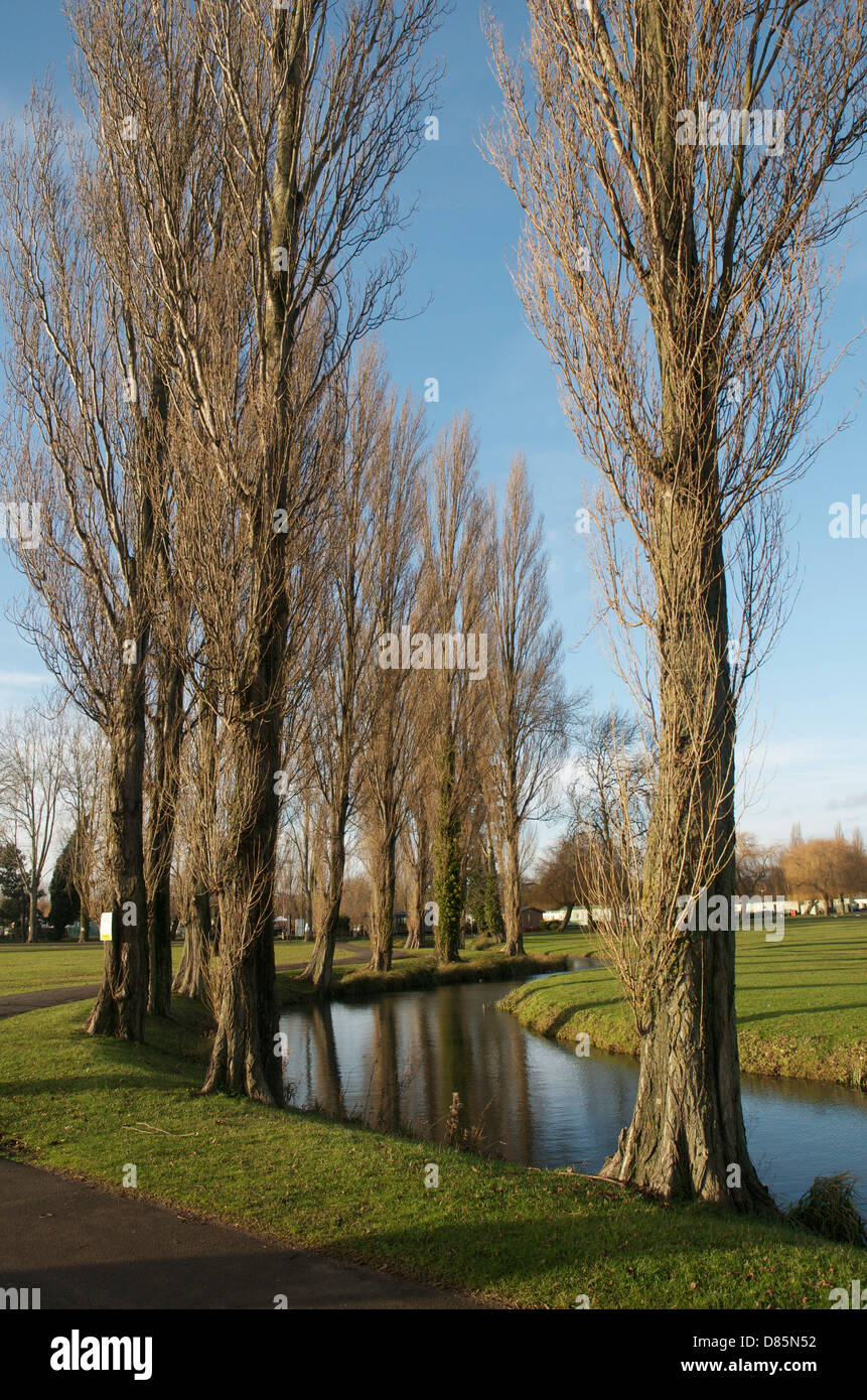 Blue tree fern hi-res stock photography and images - Alamy