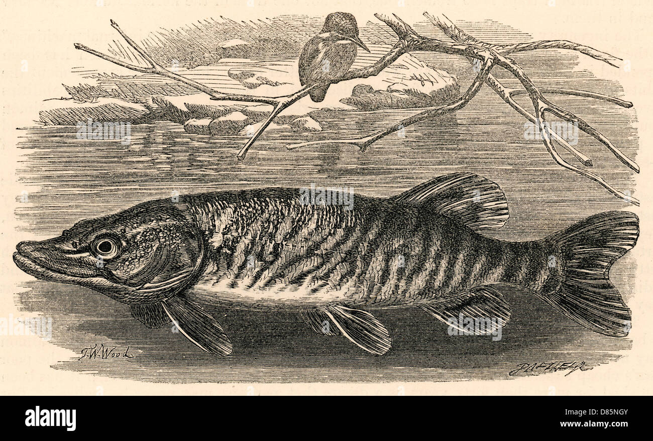Pike fish illustration hi-res stock photography and images - Alamy
