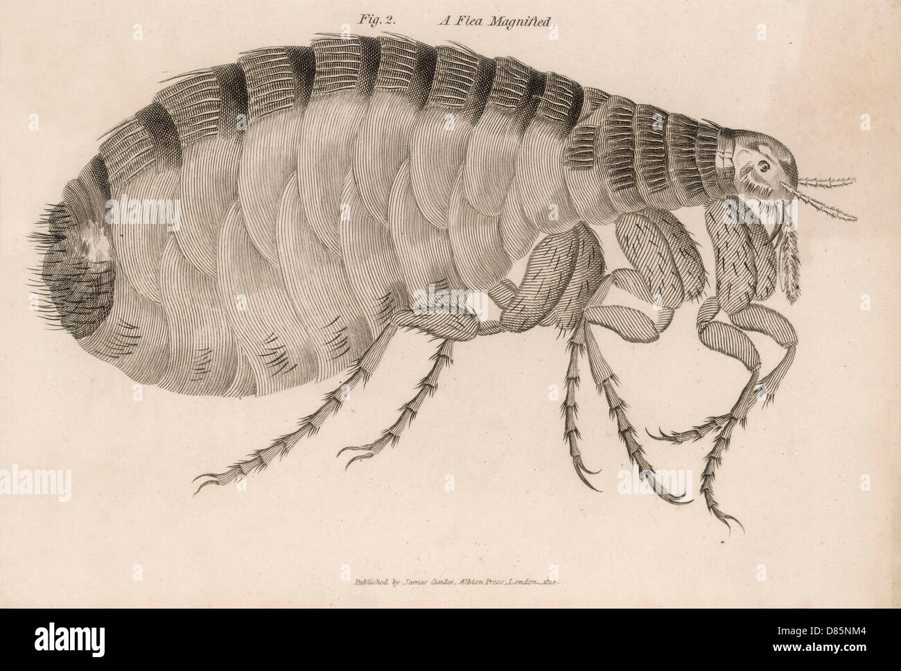 Flea illustration hi-res stock photography and images - Alamy