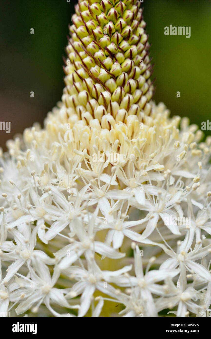 Beargrass (Xerophyllum tenax) Flowers Glacier National Park, Montana ...