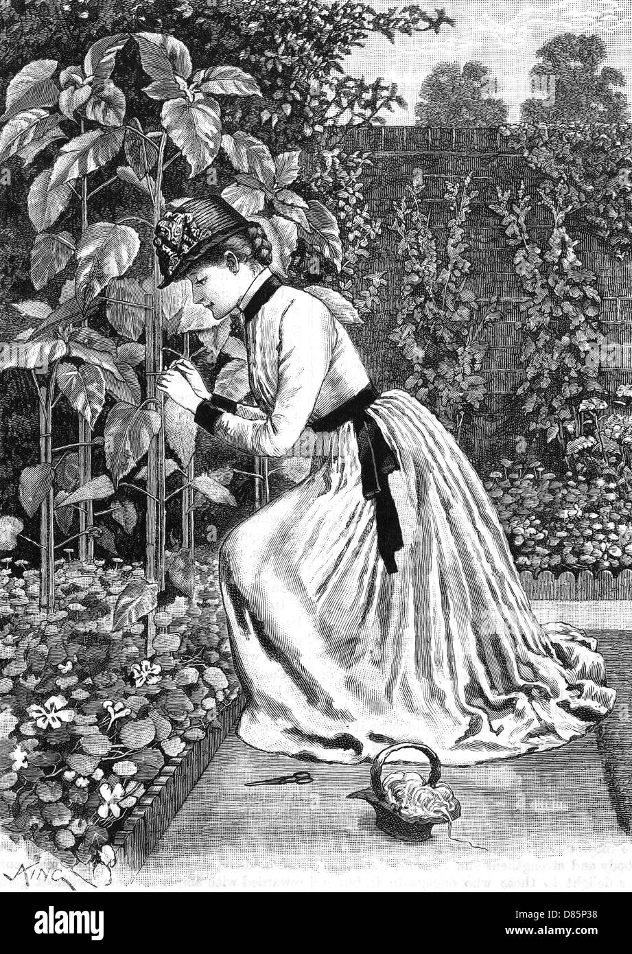 Gardening stakes Black and White Stock Photos & Images - Alamy