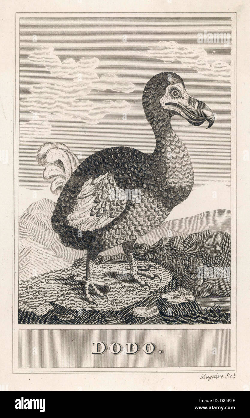 Dodos hi-res stock photography and images - Alamy