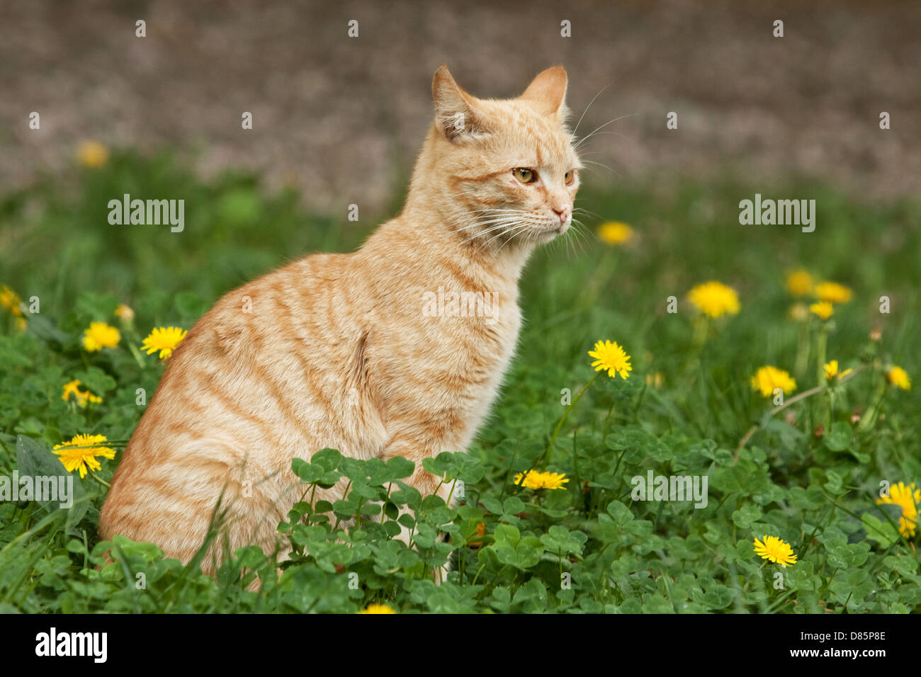 Red and yellow eyes hi-res stock photography and images - Alamy