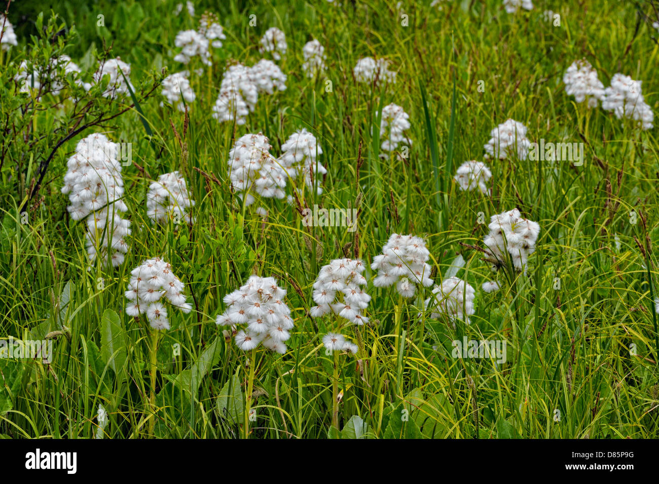 Arrow-leaved Sweet-coltsfoot (Petasites sagittatus) achenes wetland ...