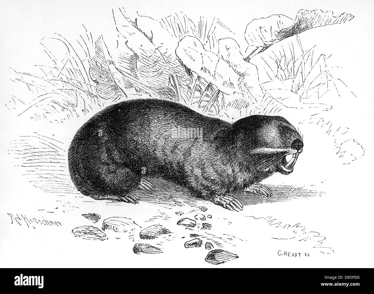 Common mole Black and White Stock Photos & Images - Alamy