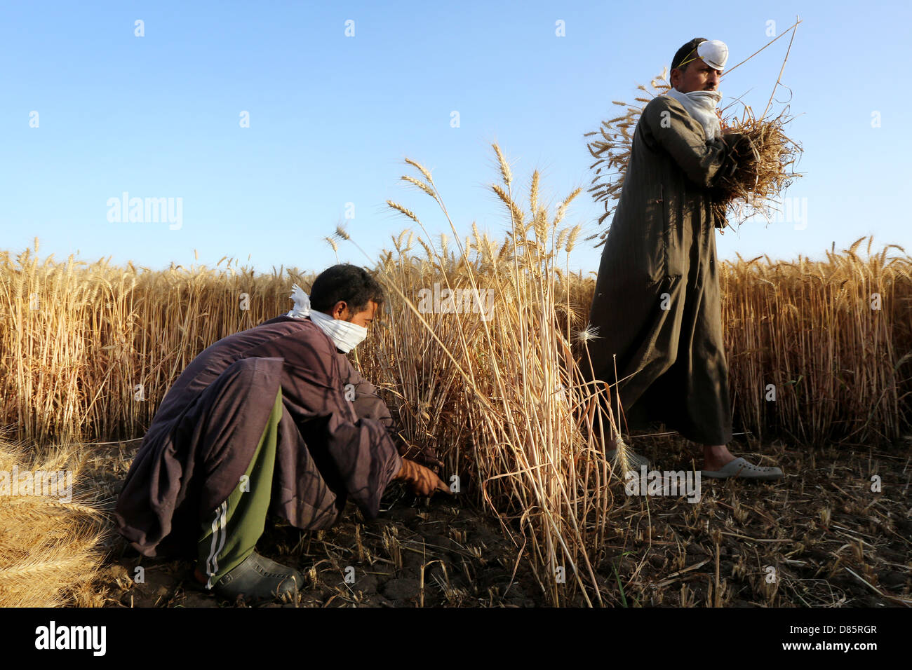 farmer harvesting wheat, Upper Egypt Stock Photo - Alamy