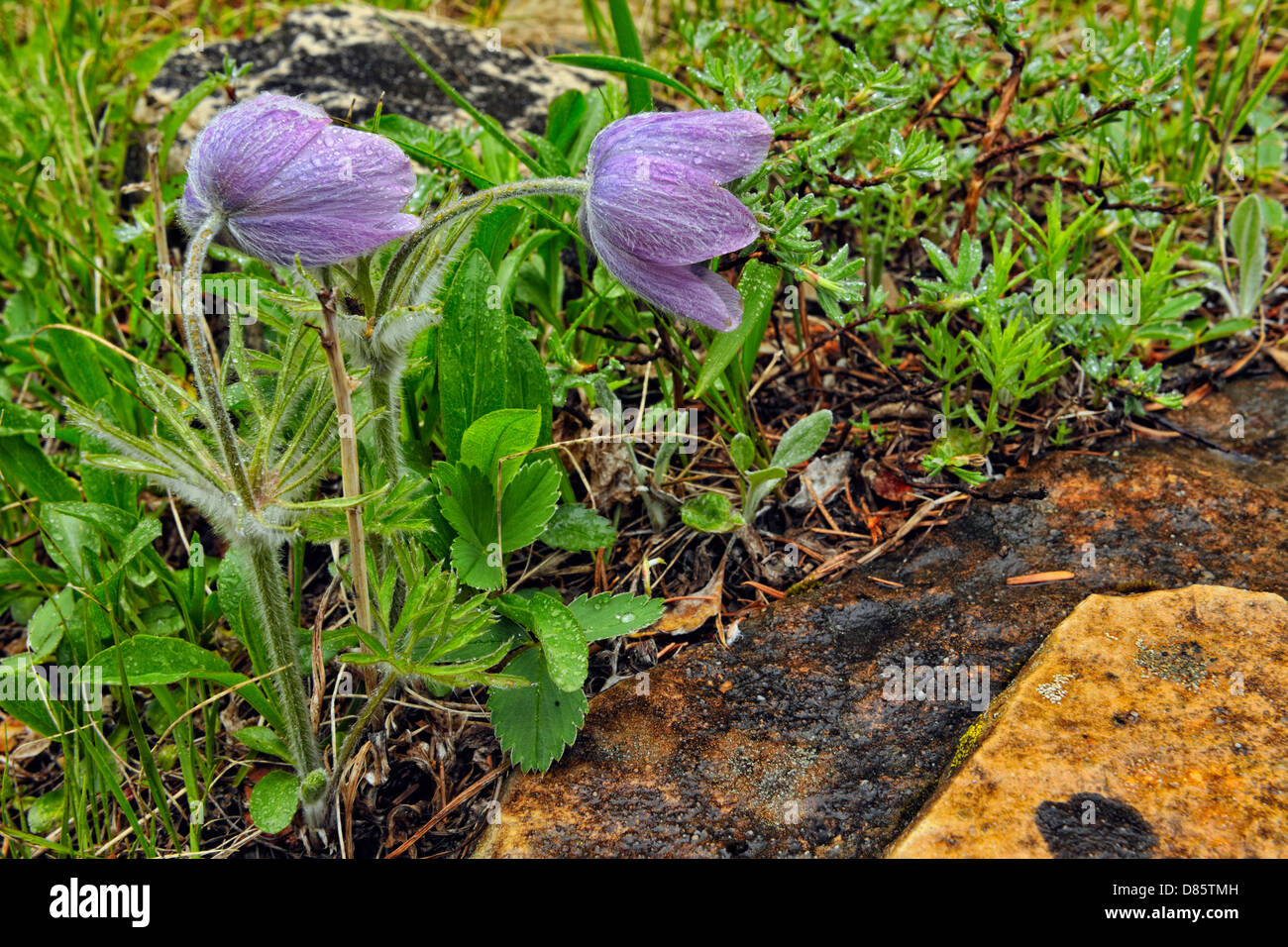 Pasque Flower (Anemone patens), Glacier National Park, Many Glacier ...