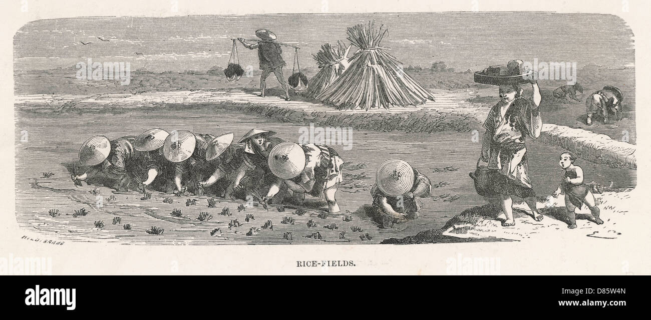 Rice cultivation, Japan Stock Photo - Alamy