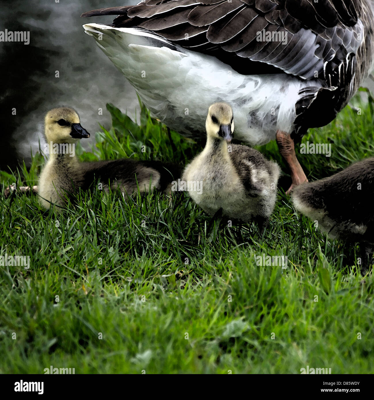 Greylag geese anser goslings hi-res stock photography and images - Alamy