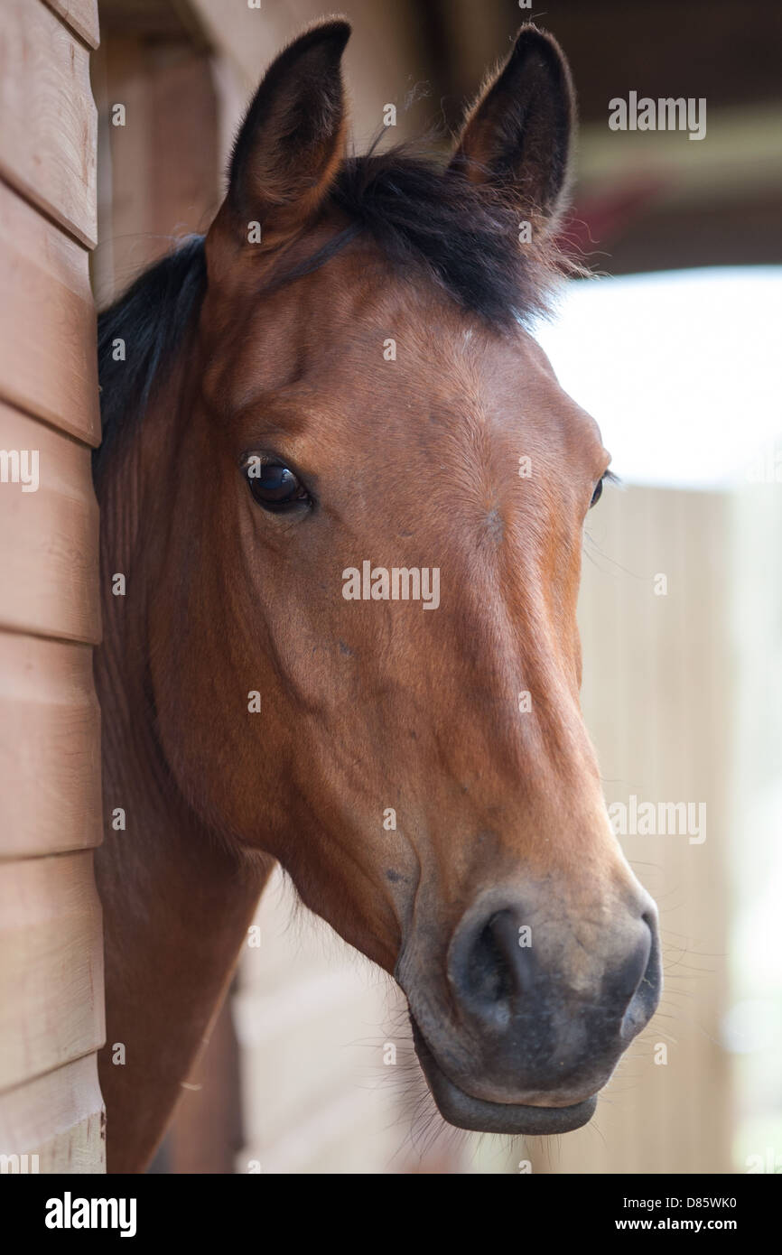Horses at bray hi-res stock photography and images - Alamy