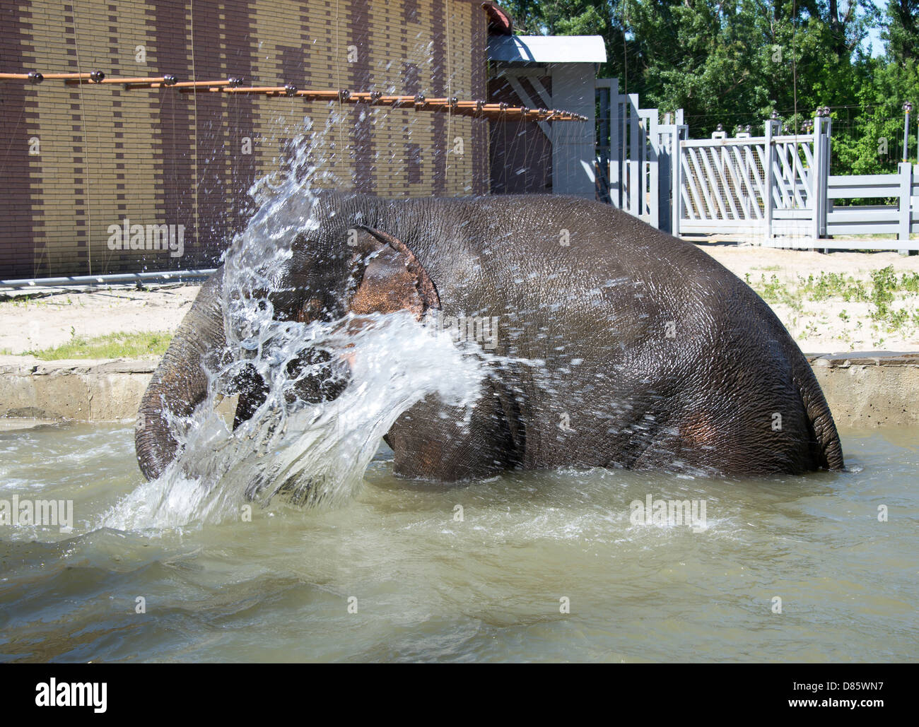 Bulky animal hi-res stock photography and images - Alamy