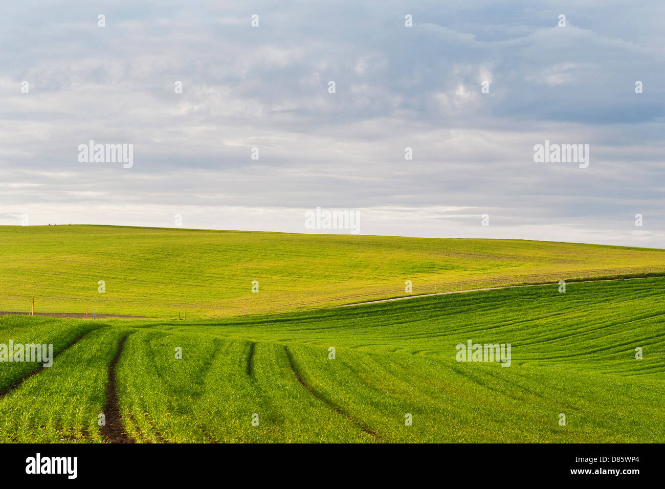 Switzerland Canton Basel Country surrounding of Arisdorf landscape ...