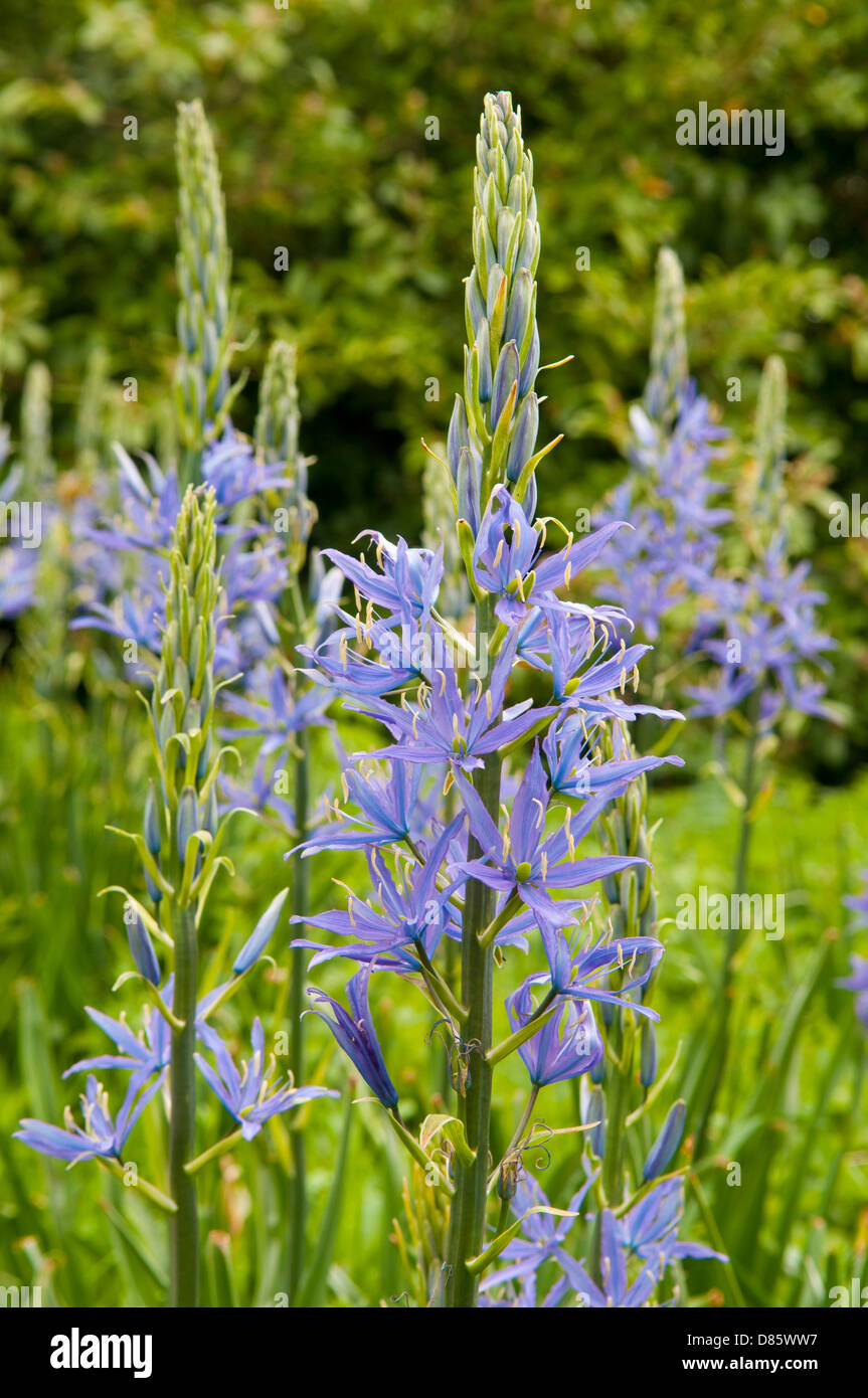 Large Camas plant Stock Photo - Alamy