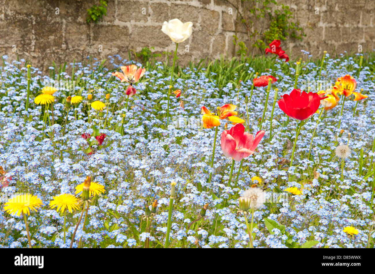 Wild flowers grow in flower beds in the walled garden on the Ripley ...