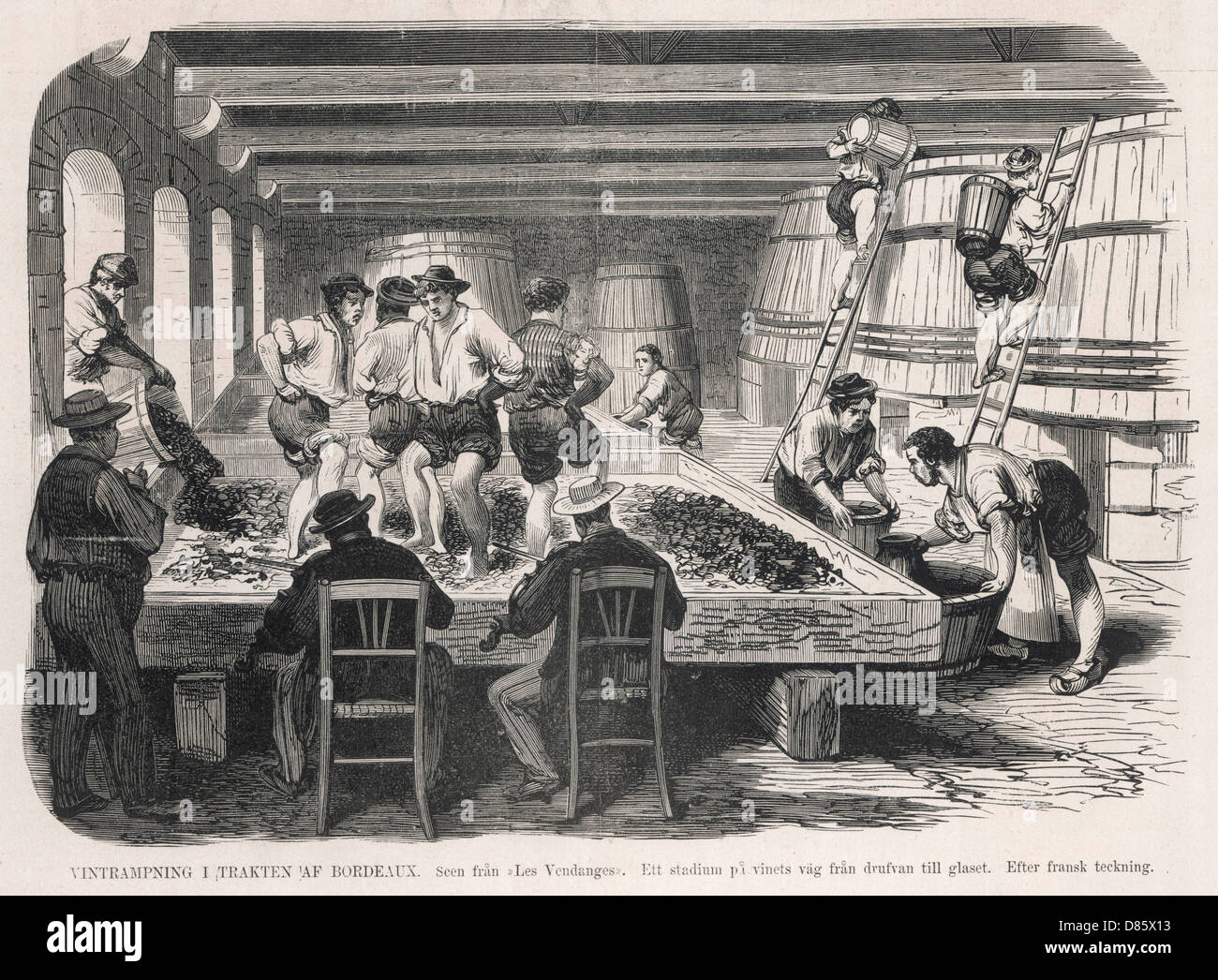 Treading the grapes at a French Vineyard Stock Photo - Alamy