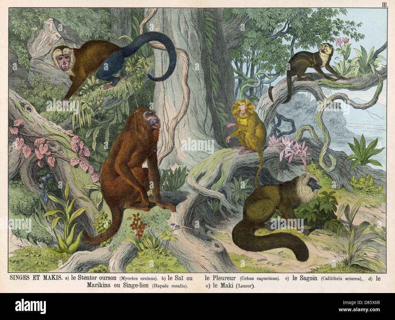 Capuchin monkey types hi-res stock photography and images - Alamy