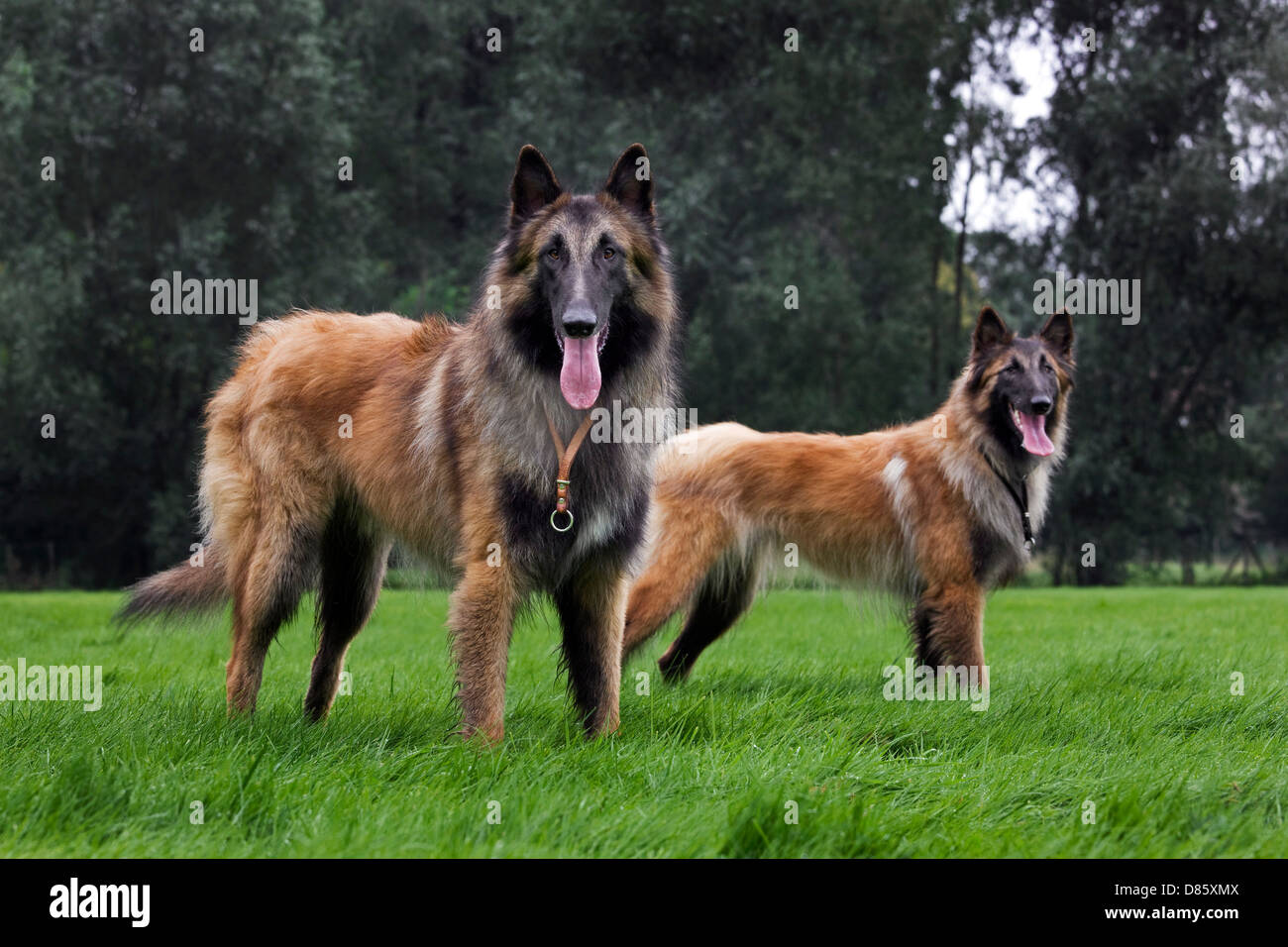 Two Belgian Shepherd Tervuren / Tervueren (Canis lupus familiaris) dogs ...