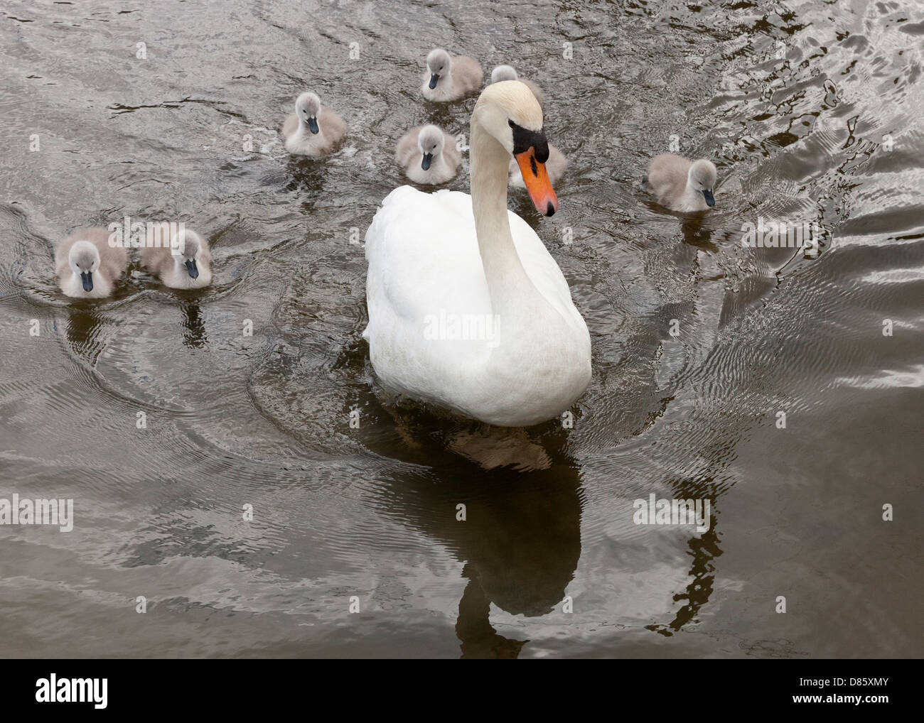Eight Signets High Resolution Stock Photography and Images - Alamy