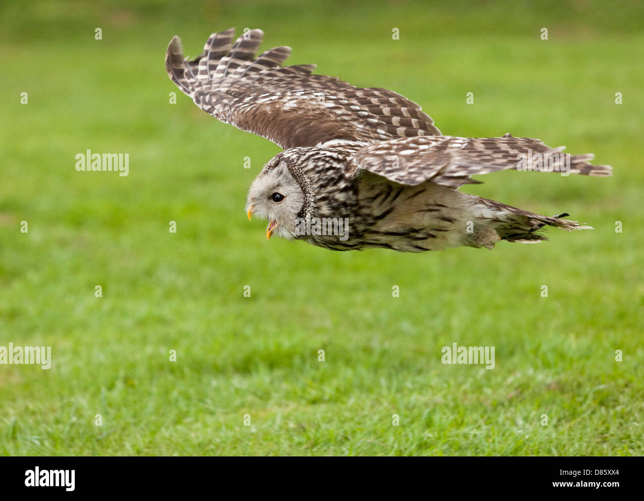 Tawny Owl Strix aluco Stock Photo - Alamy