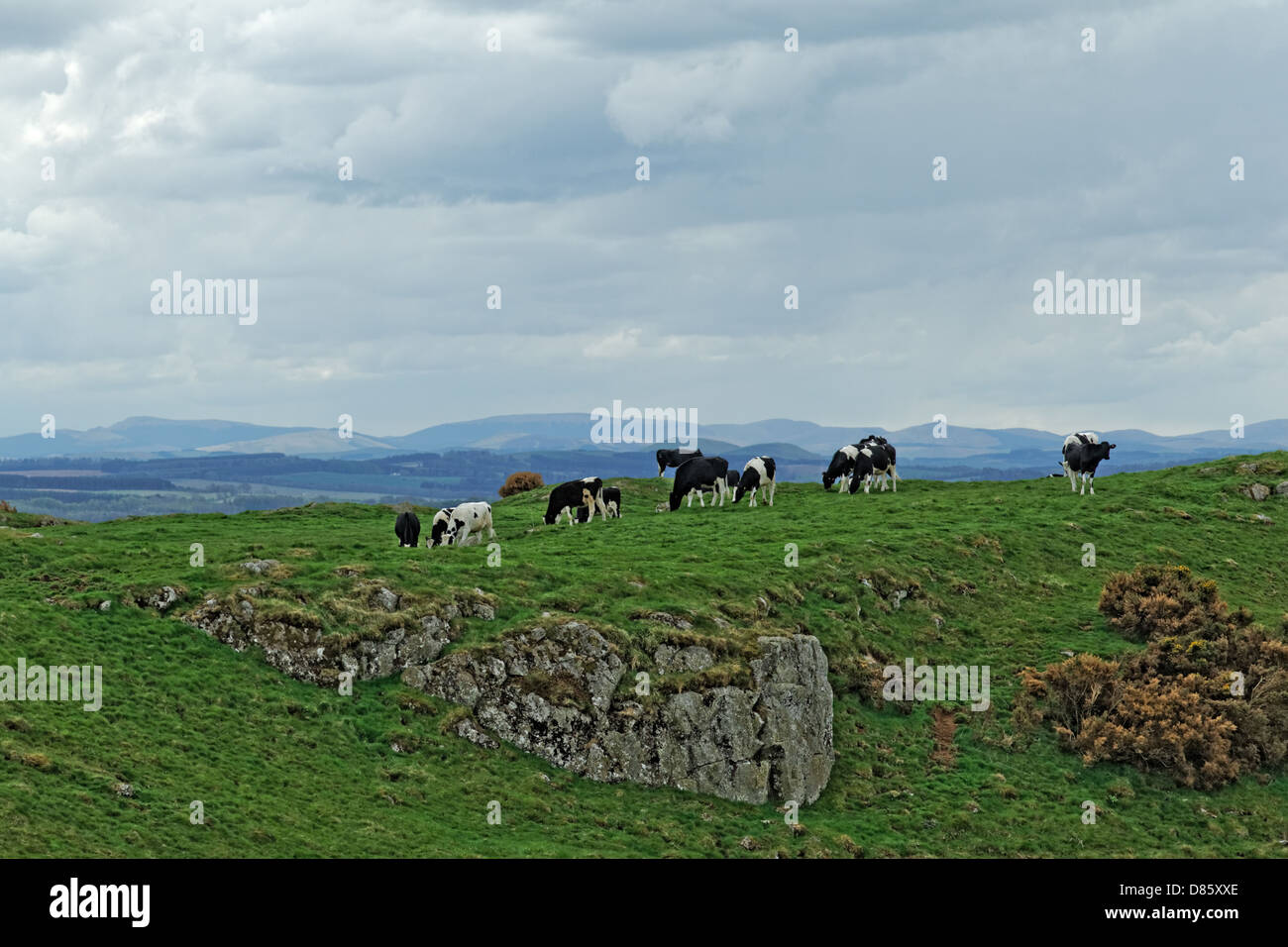 Cattle with Scottish Borders mountains in background Stock Photo - Alamy