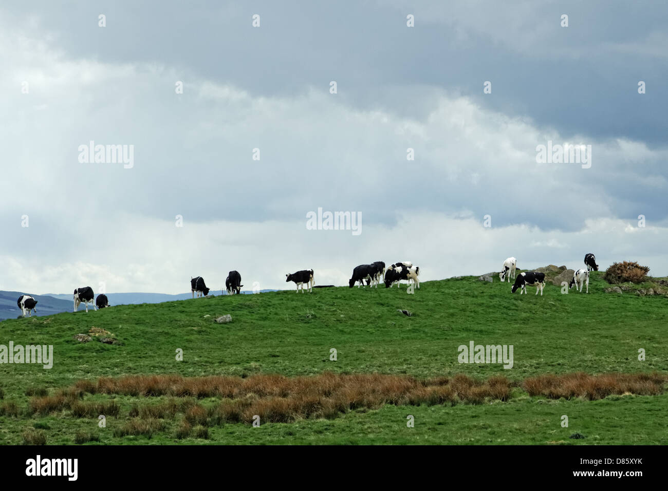 Cattle grazing Scottish Borders Stock Photo - Alamy