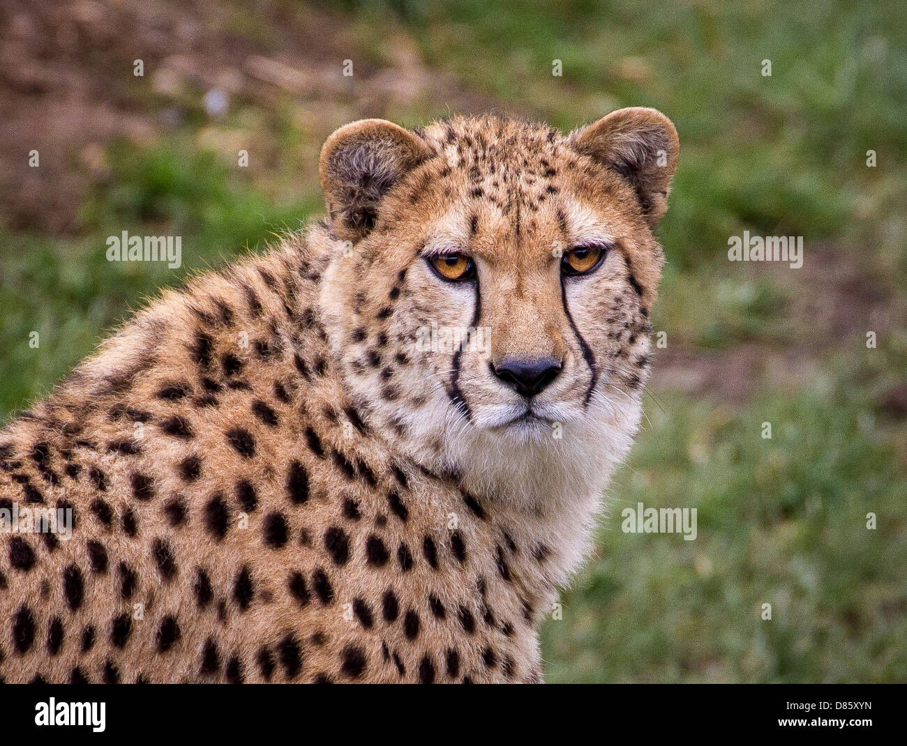 Cheetah looking at you hi-res stock photography and images - Alamy