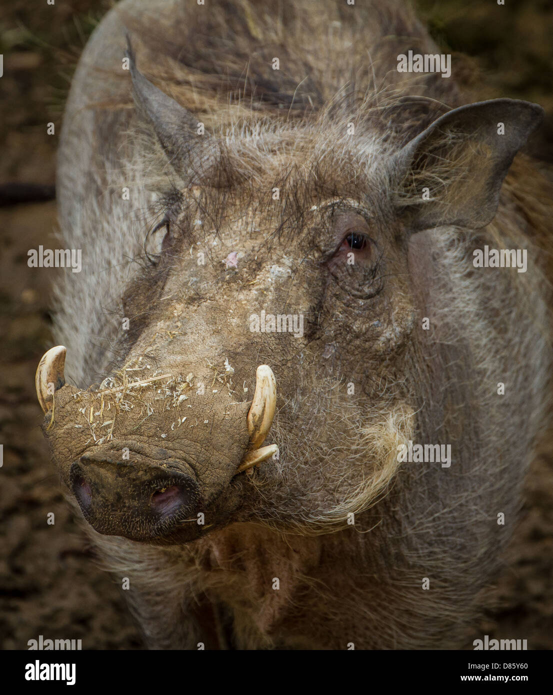 Ugly warthog hi-res stock photography and images - Alamy