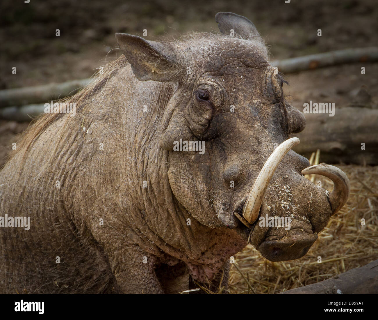 Ugly warthog hi-res stock photography and images - Alamy