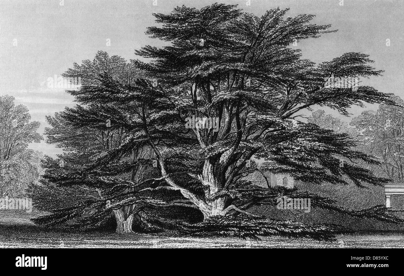 Peper Harow Park, Surrey Stock Photo - Alamy