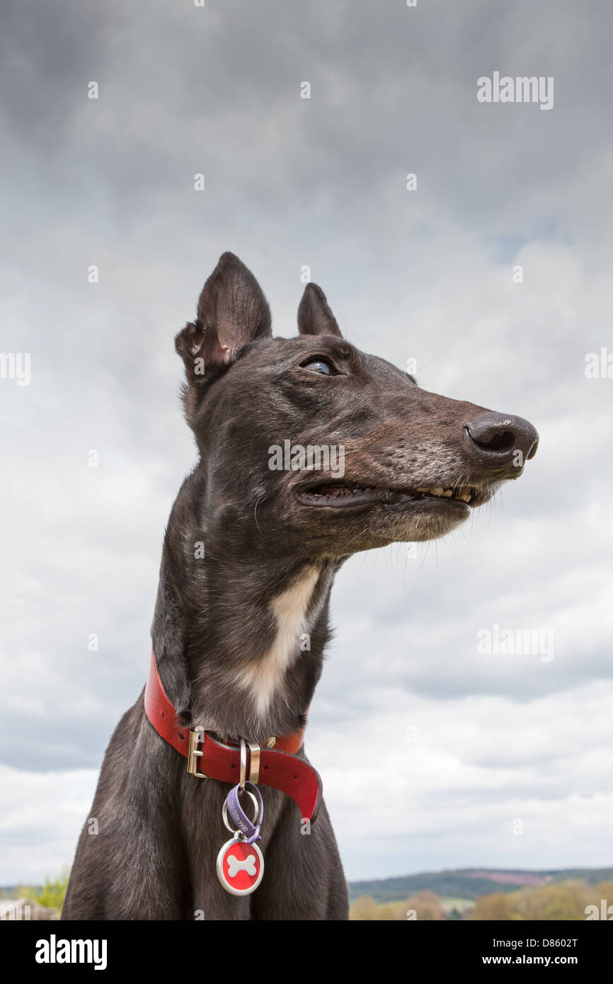 Dog portrait. Greyhound cross, Ash Stock Photo - Alamy