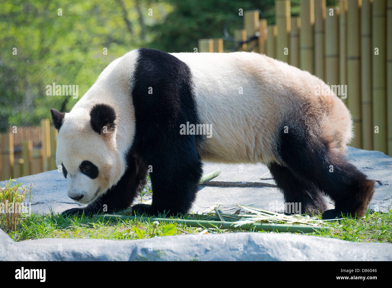 Toronto Zoo Pandas Stock Photo - Alamy